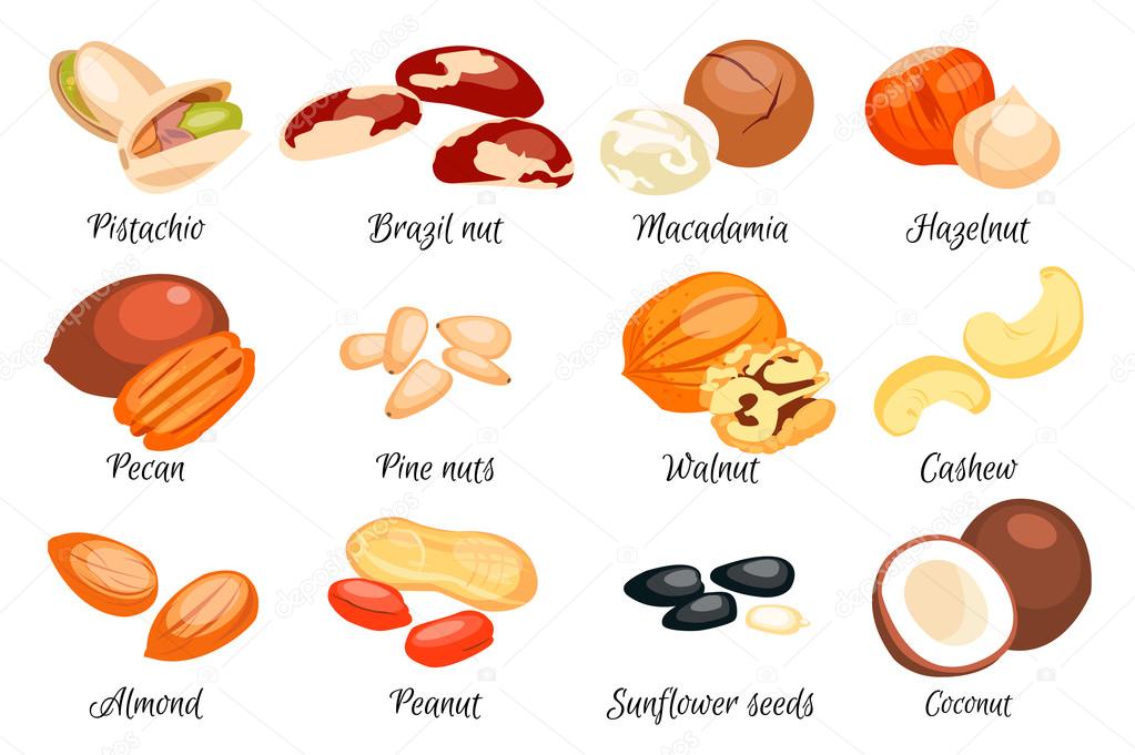 Nuts set. Vector illustration. Stock Vector by ©itiir 103945404 Nuts set. Vector illustration. Stock Vector by ©itiir 103945404