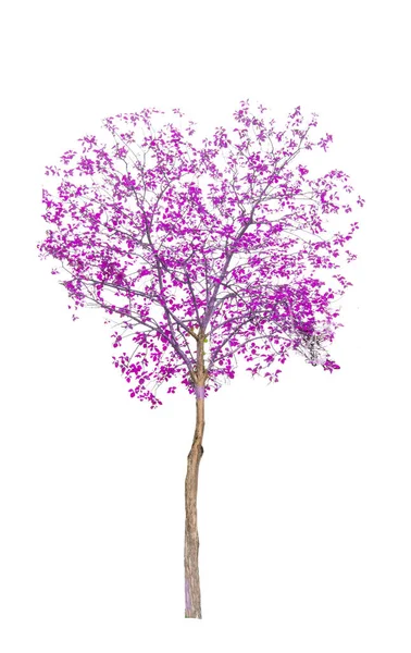 Arvore violeta Stock Photos, Royalty Free Arvore violeta Images ...