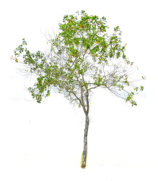 Molave tree Stock Photos, Royalty Free Molave tree Images | Depositphotos