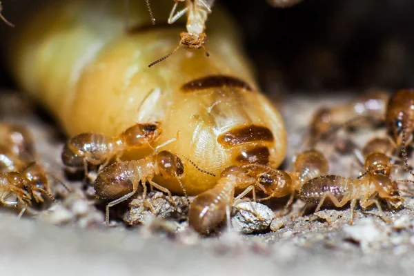 Termites life cycle Stock Photos, Royalty Free Termites life cycle ...