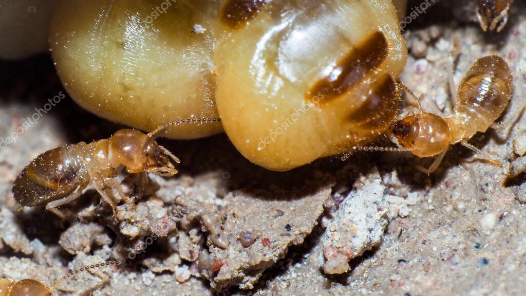 La reina de las termitas y termitas que realizan tareas laborales. Las ...