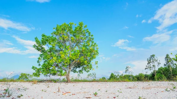 Un hermoso eucalipto en la arena est ril. Los eucaliptos son tolerantes ...