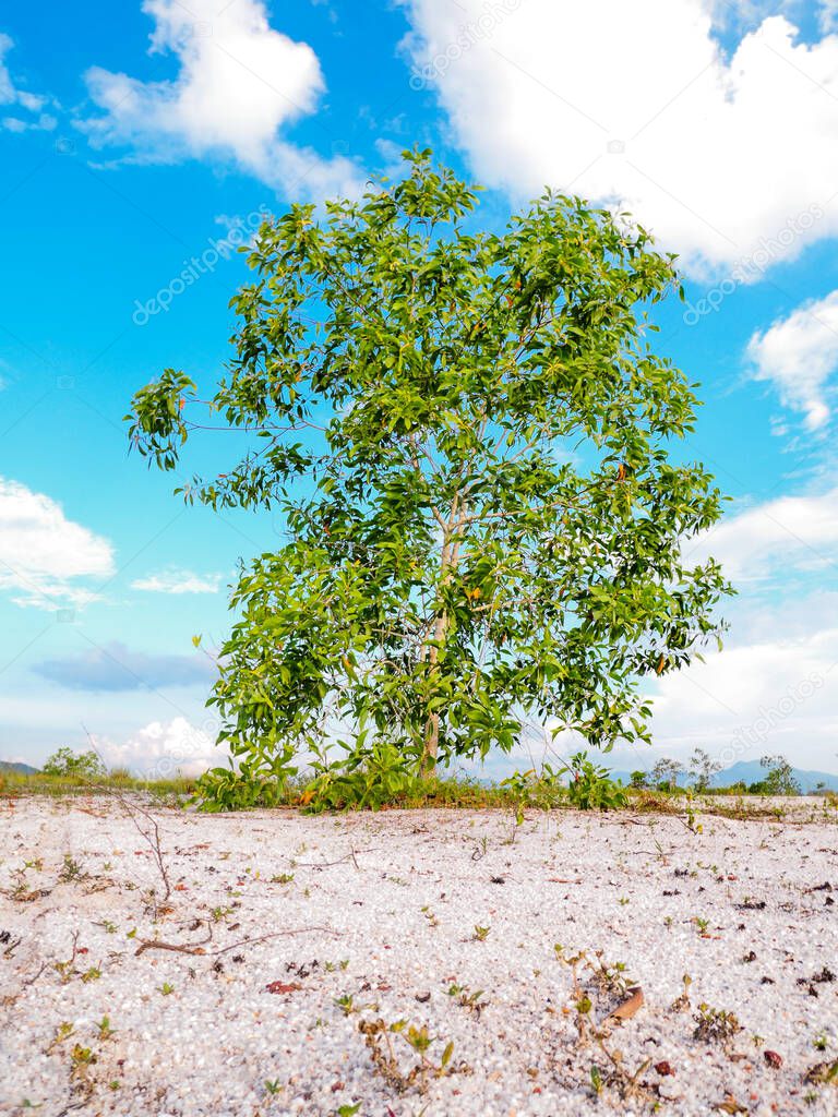 Un hermoso eucalipto en la arena est ril. Los eucaliptos son tolerantes ...