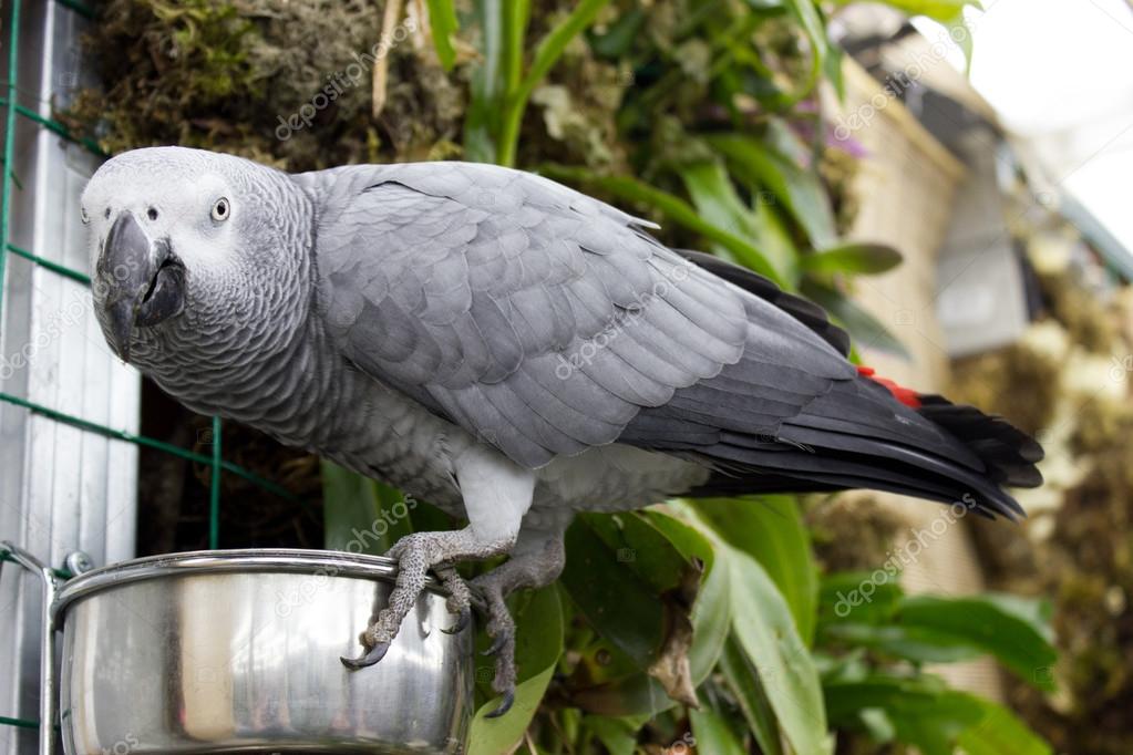 Loro gris africano (psittacus erithacus erithacus) 2024