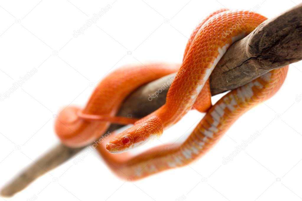 Hypo fire corn snake Stock Photo by ©Svetlanistaya 113074012