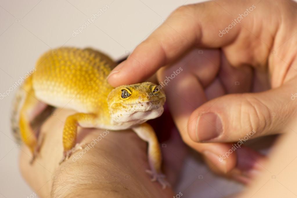 Cute Gecko