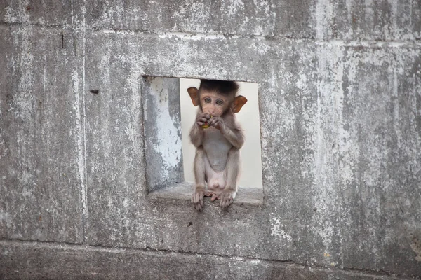 Make a photograph of a monkey with a hammer in a computer server room ...