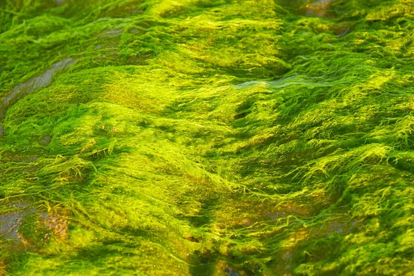 Algae new zealand Stock Photos, Royalty Free Algae new zealand Images ...