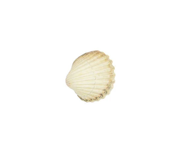 Clam shell background Stock Photos, Royalty Free Clam shell background ...