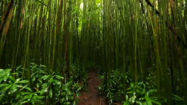 POV Hiking in Bamboo Forest Smooth Steadicam Shot. ⬇ Video by ...