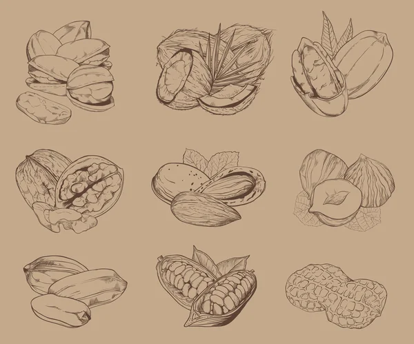 Tree nuts Stock Vectors, Royalty Free Tree nuts Illustrations ...