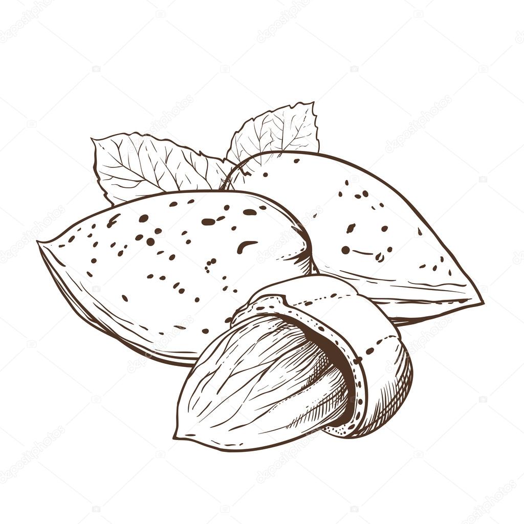 Almond vector isolated on white background Stock Vector Image by ...