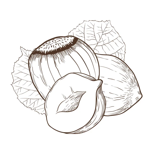 Mogyoró, a fa és a dió, a vektoros rajz illusztráció — Stock Vektor ...
