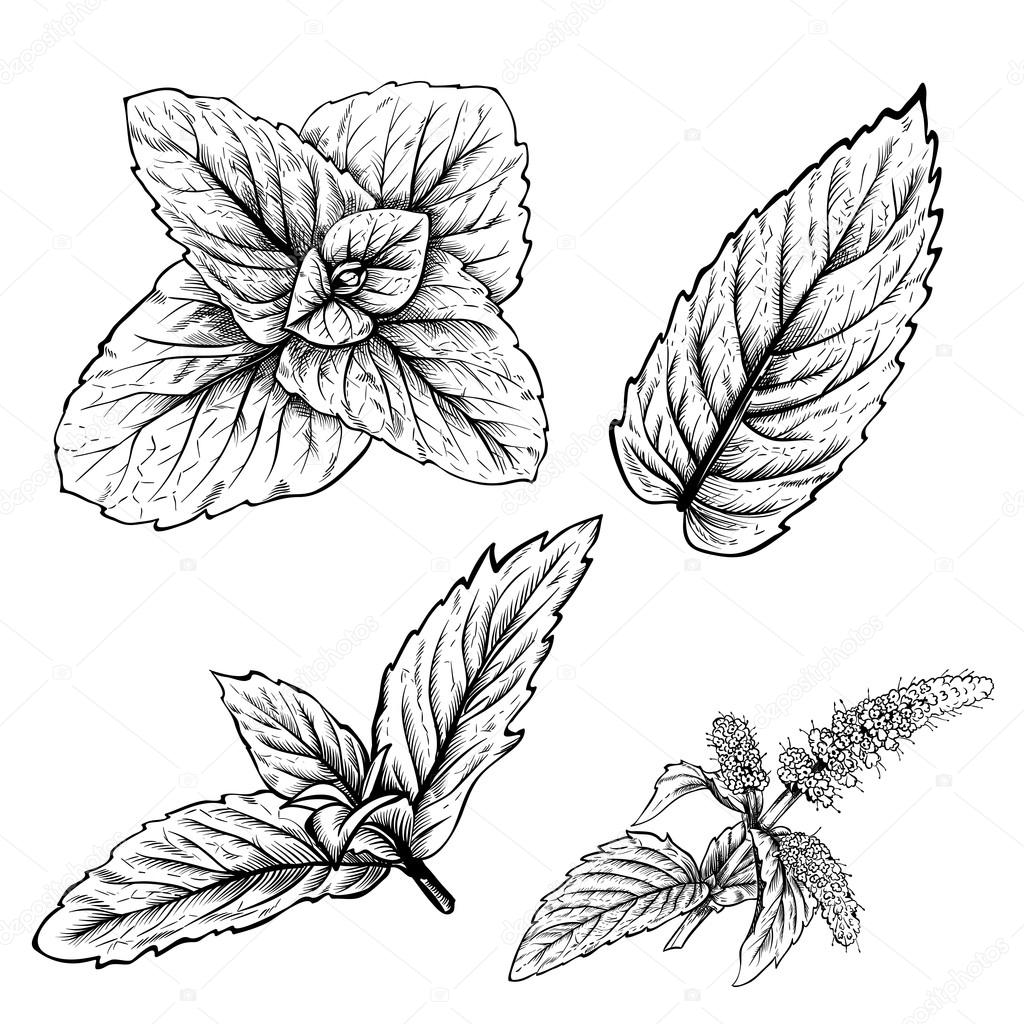 Mint Leaf Clip Art Black And White