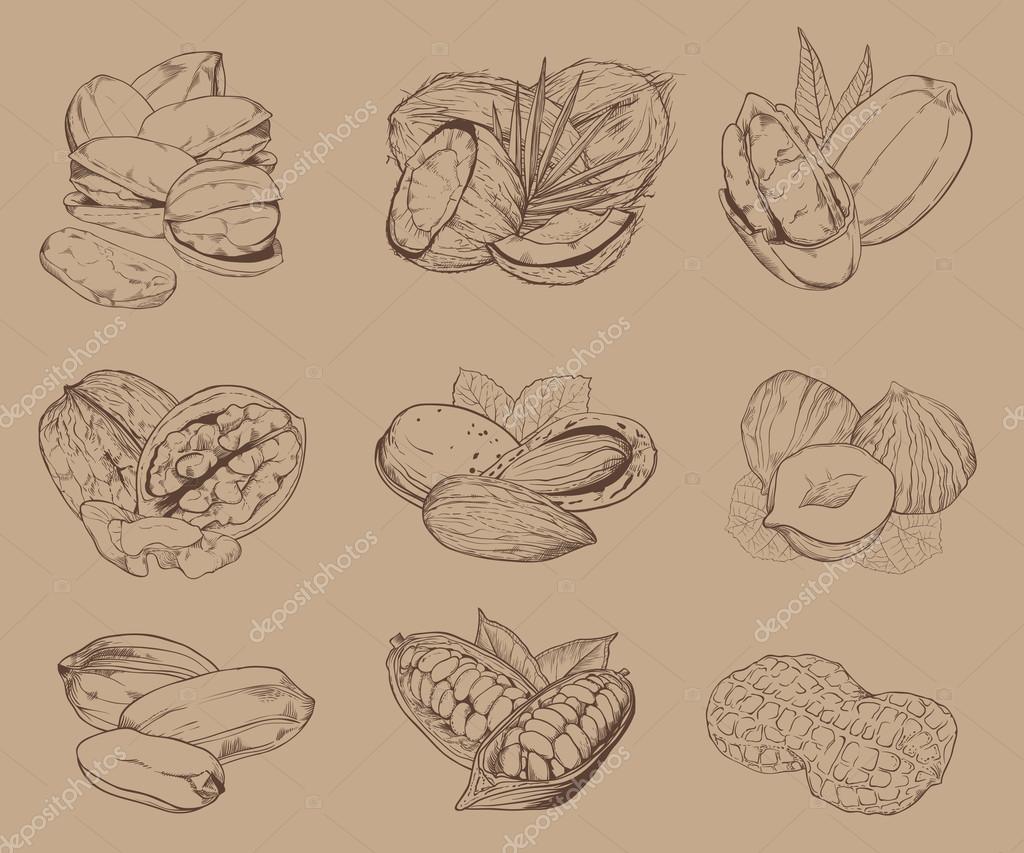 Engraved nuts isolated. Set of mixed nuts. Stock Illustration by ...