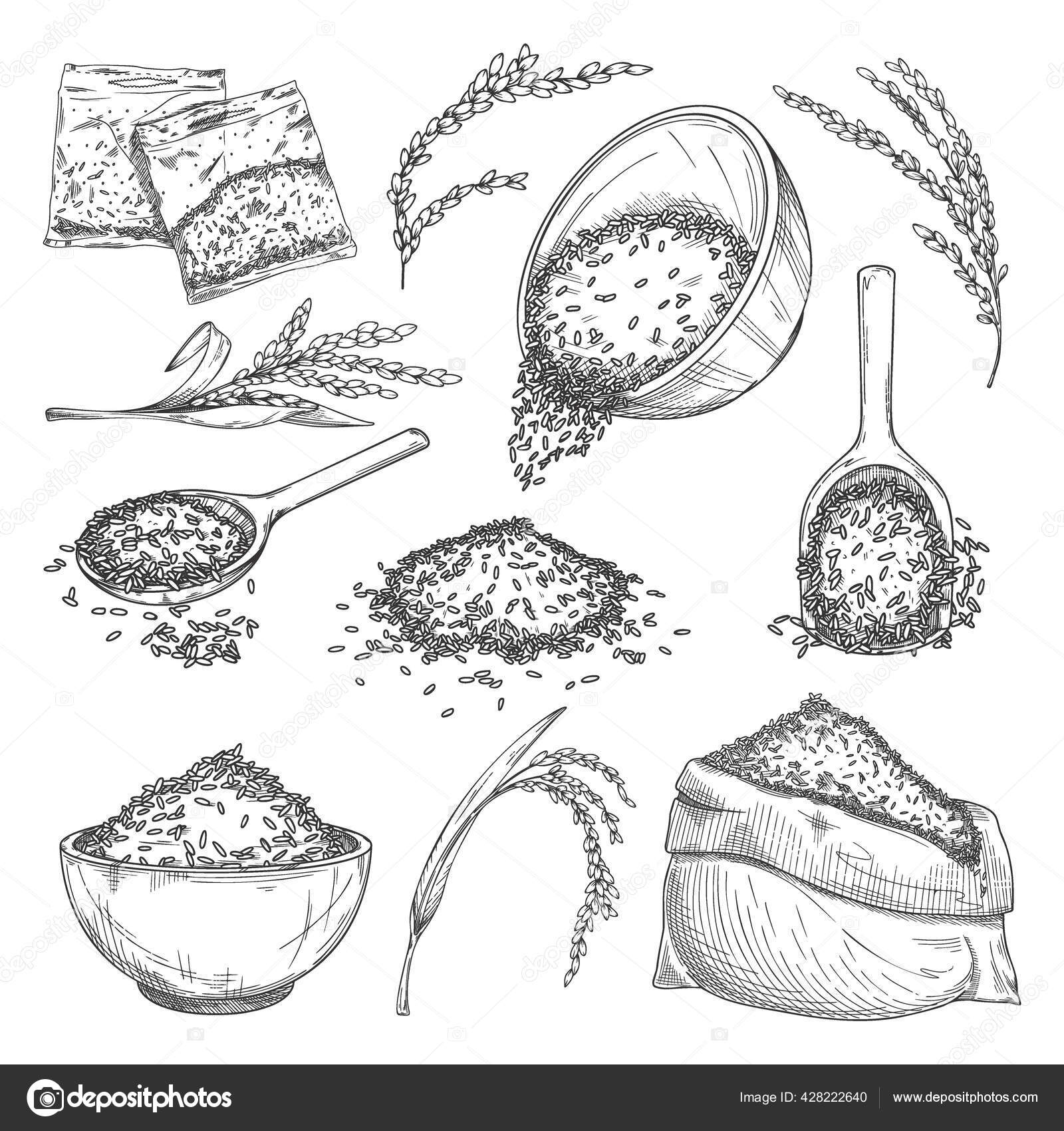 Rice sketch set. Isolated sacks with grain, seeds Stock Vector Image by ...