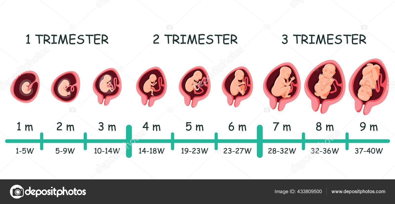 Embryo development stage timeline infographic Stock Vector Image by ...