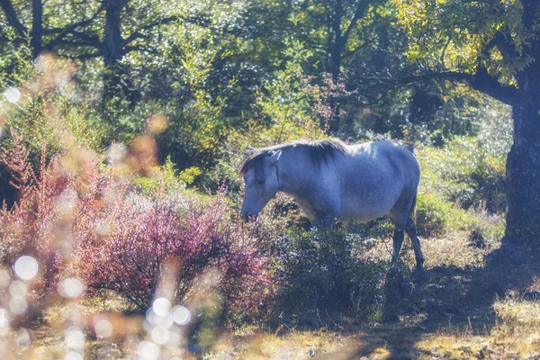 China Sichuan xindu bridge, Inagi Aden, scenic autumn beauty - Stock ...