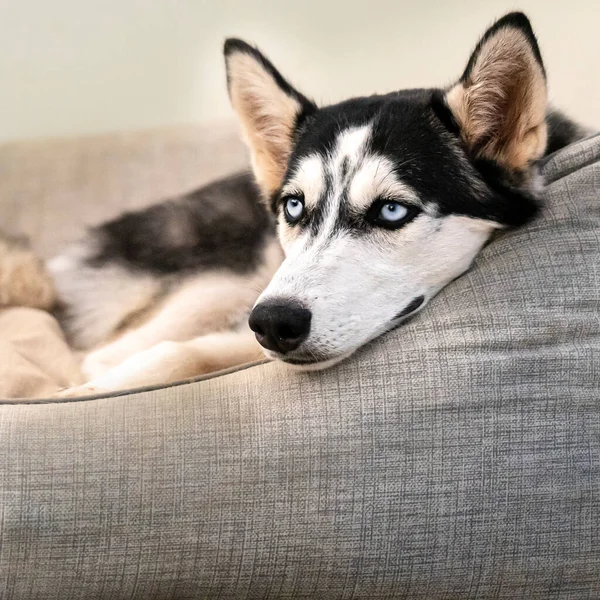 Couch dog Stock Photos, Royalty Free Couch dog Images | Depositphotos