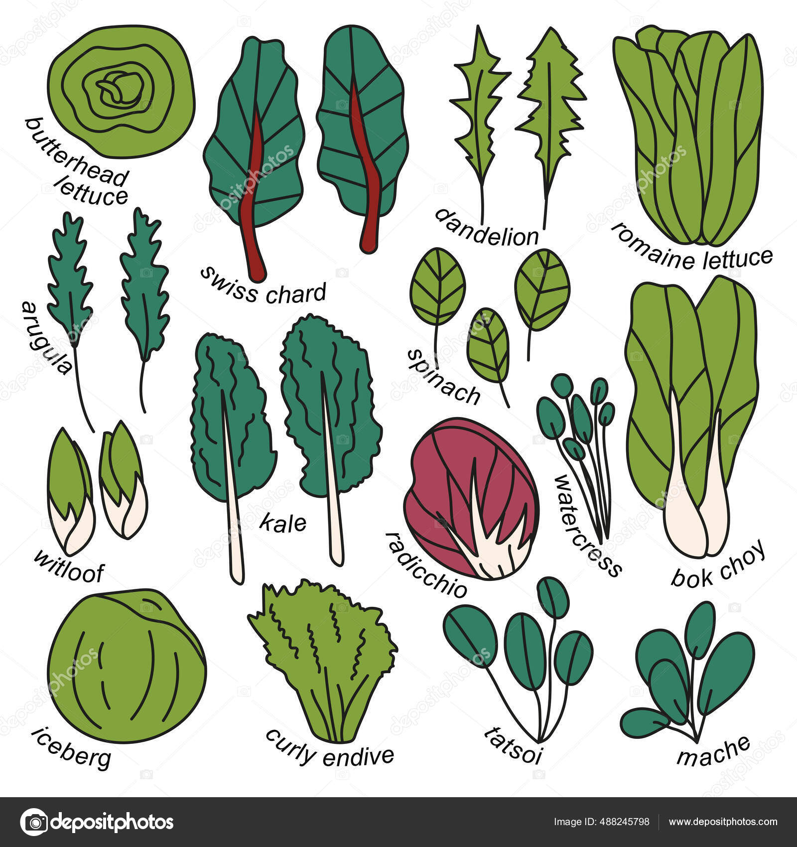 Hand Drawn Set Different Types Salad Titles Radicchio Spinach Lettuce ...