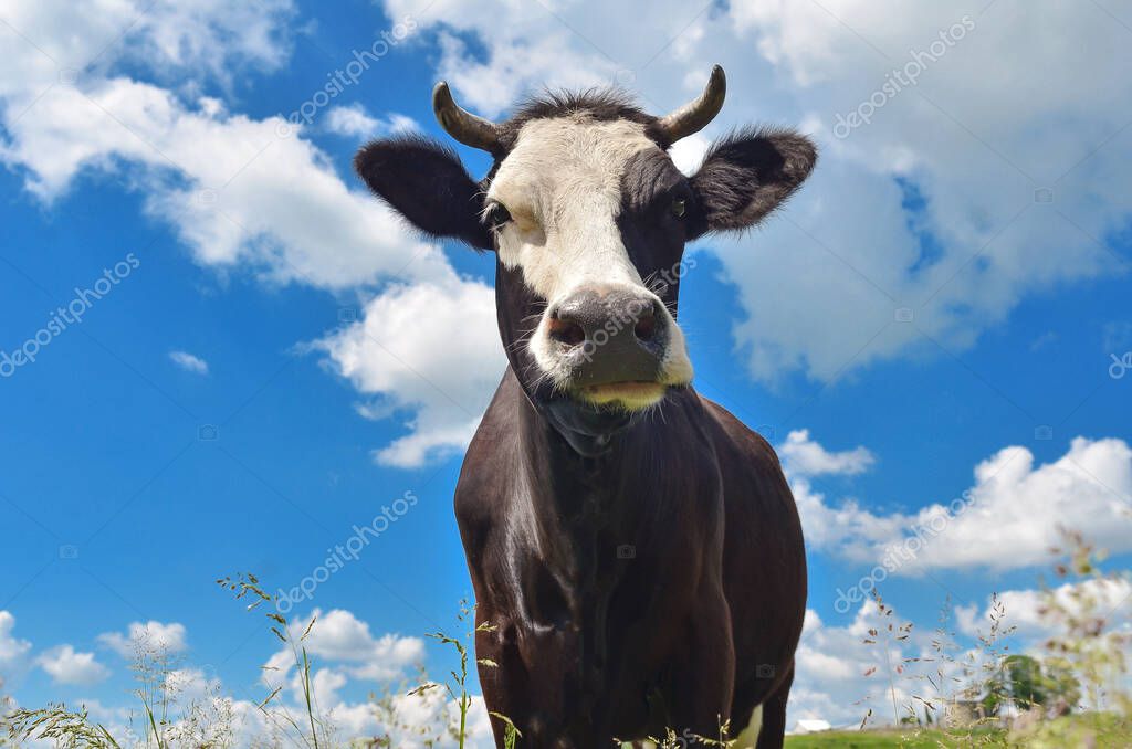 La vaca roza en el suelo sobre un fondo de hierba verde cielo azul en ...