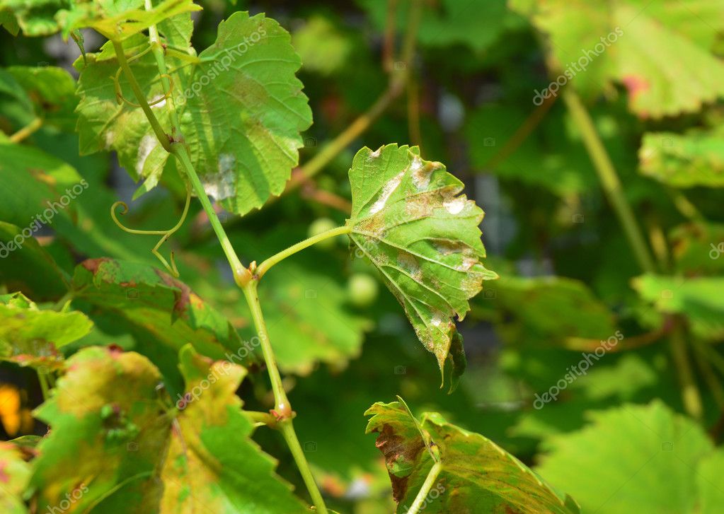 Mildiou poudré de raisin. L'oïdium est une maladie fongique qui touche ...