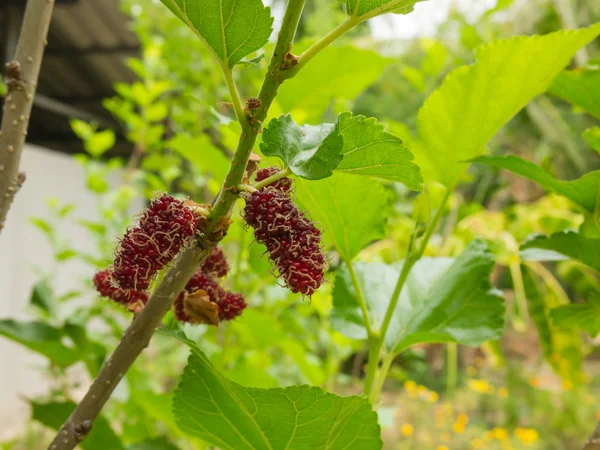 Mulberry fruit on tree, Berry in nature, selective focus. - Stock Image ...