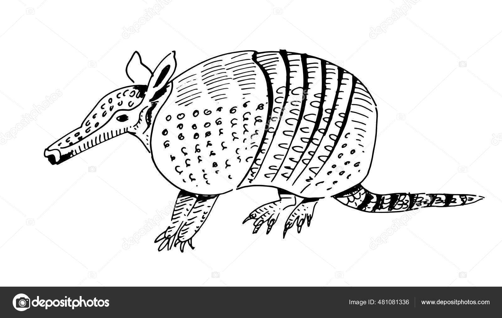 Hand-drawn armadillo animal of America with shadows. Outline style, ink ...