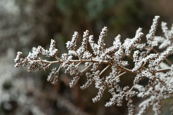 Withered tree branch covered with hoarfrost. Abstract floral background ...