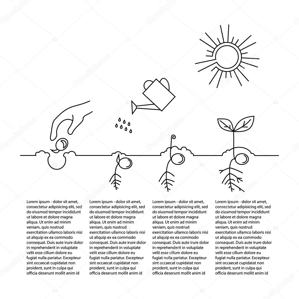 Timeline infographic of planting tree process Stock Vector Image by ...