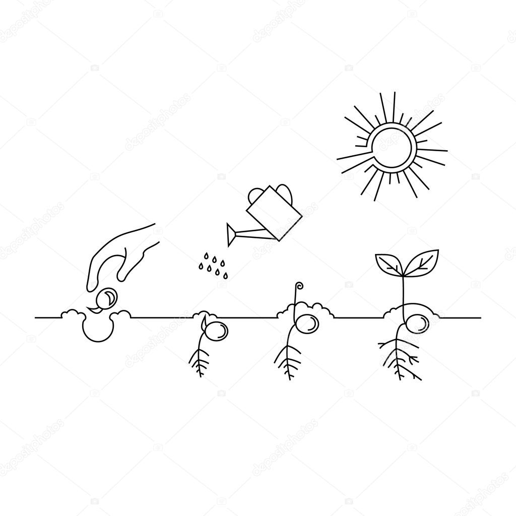 Timeline infographic of planting tree process — Stock Vector © fx218 ...