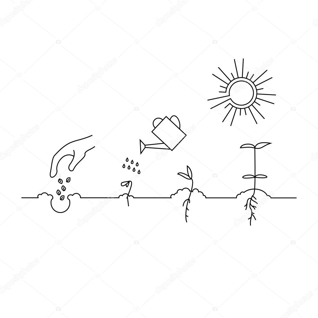 Timeline infographic of planting tree process Stock Vector Image by ...