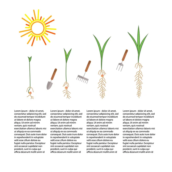 Timeline infographic of planting tree process Stock Vector Image by ...
