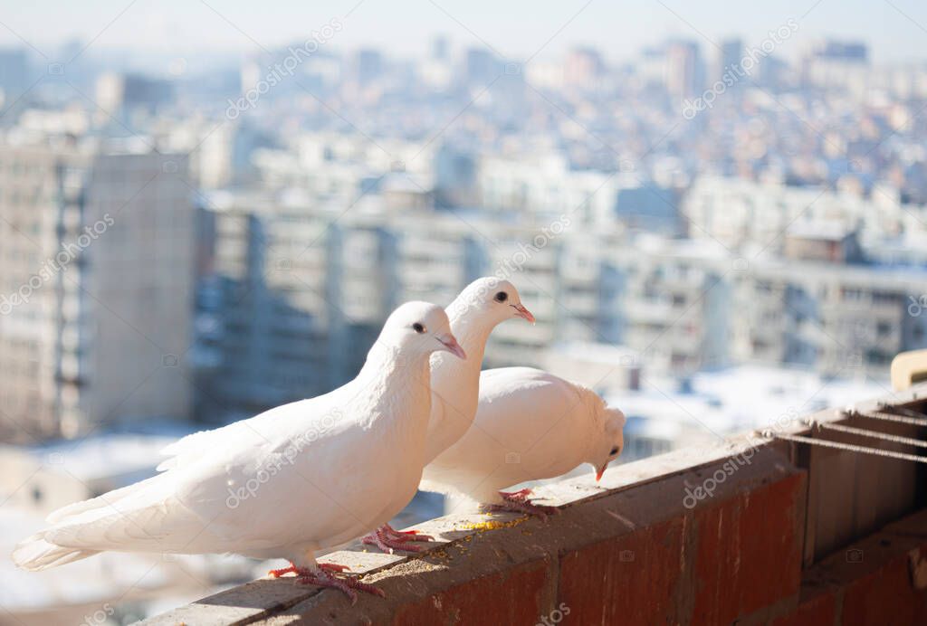 Tres palomas blancas se acurrucan contra el paisaje urbano desde un ...