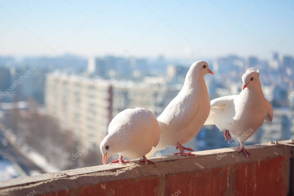 Tres palomas blancas se acurrucan contra el paisaje urbano desde un ...