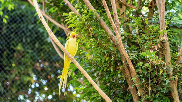 Parrot in tree Stock Photos, Royalty Free Parrot in tree Images ...