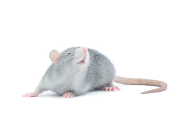 Wet rat Stock Photos, Royalty Free Wet rat Images | Depositphotos