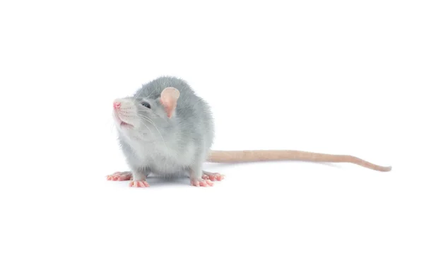 Rat blanc images libres de droit, photos de Rat blanc | Depositphotos