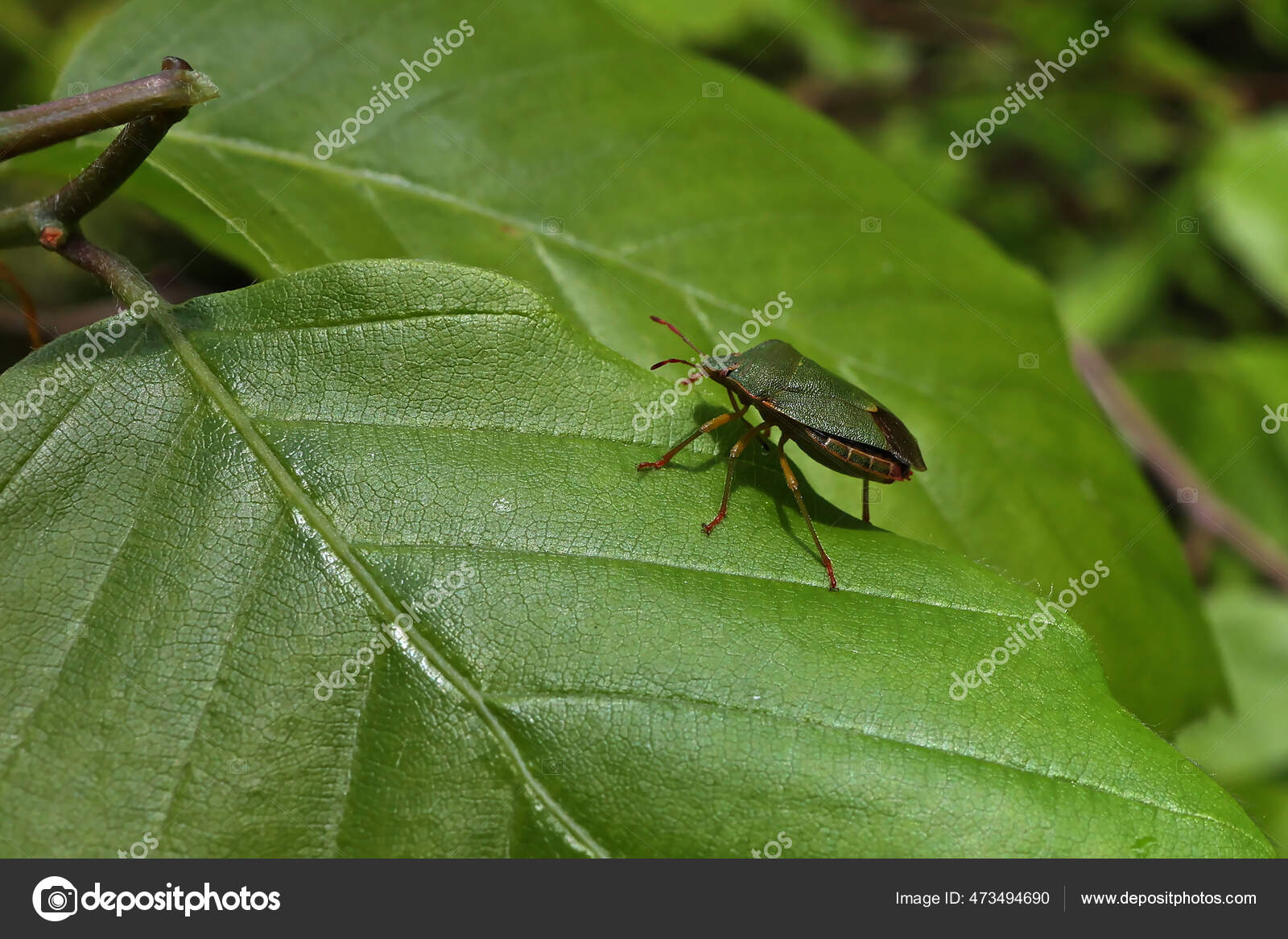 Pentatomidae Species
