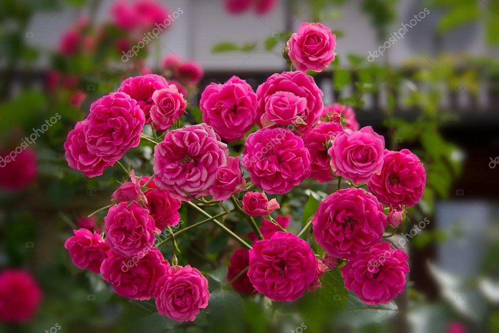 Red roses Stock Photo by ©Malleo 78603512