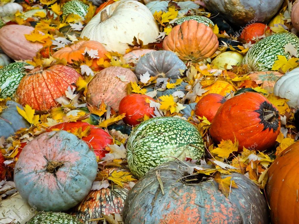 Pumpkins Stock Photo by ©Malleo 78604640