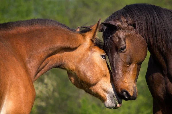 Horse love Stock Photos, Royalty Free Horse love Images | Depositphotos