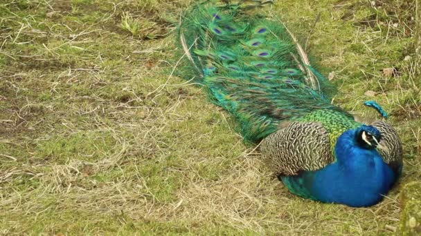 4,846 Peacock Videos, Royalty-free Stock Peacock Footage | Depositphotos