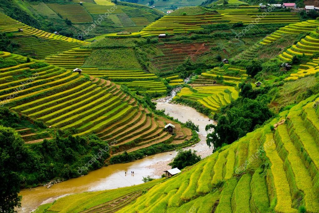 Beautiful terraced rice field — Stock Photo © meogiaphoto #92426886