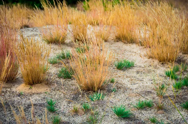 Desert grasses Stock Photos, Royalty Free Desert grasses Images ...