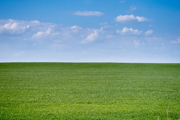 Summertime simple meadow landscape - Stock Image - Everypixel