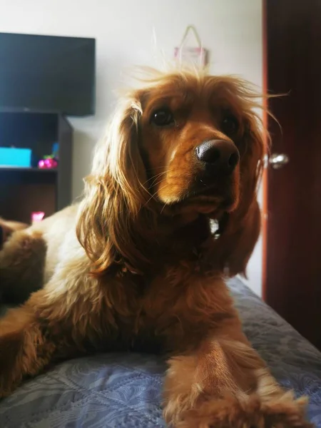 Super cooper fotos de stock, imágenes de Super cooper sin royalties ...