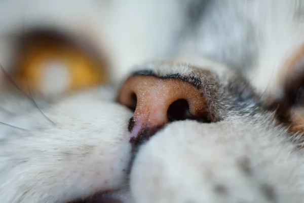 Cat nose Images - Search Images on Everypixel