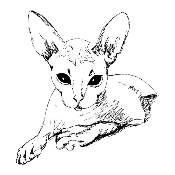 Cat sphinx Vector Art Stock Images | Depositphotos