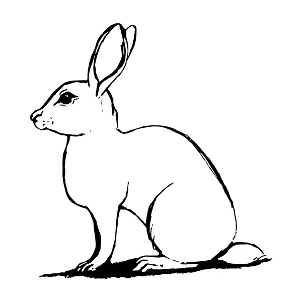 3,581 Hare sketch Stock Illustrations | Depositphotos®